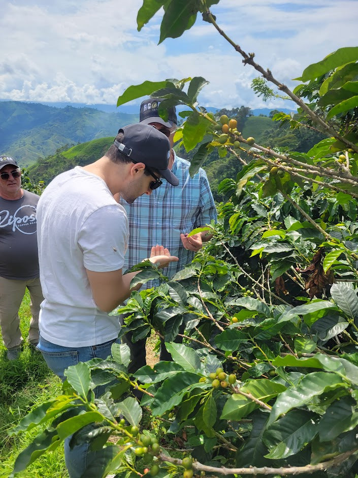 Riposo Coffee Roasters